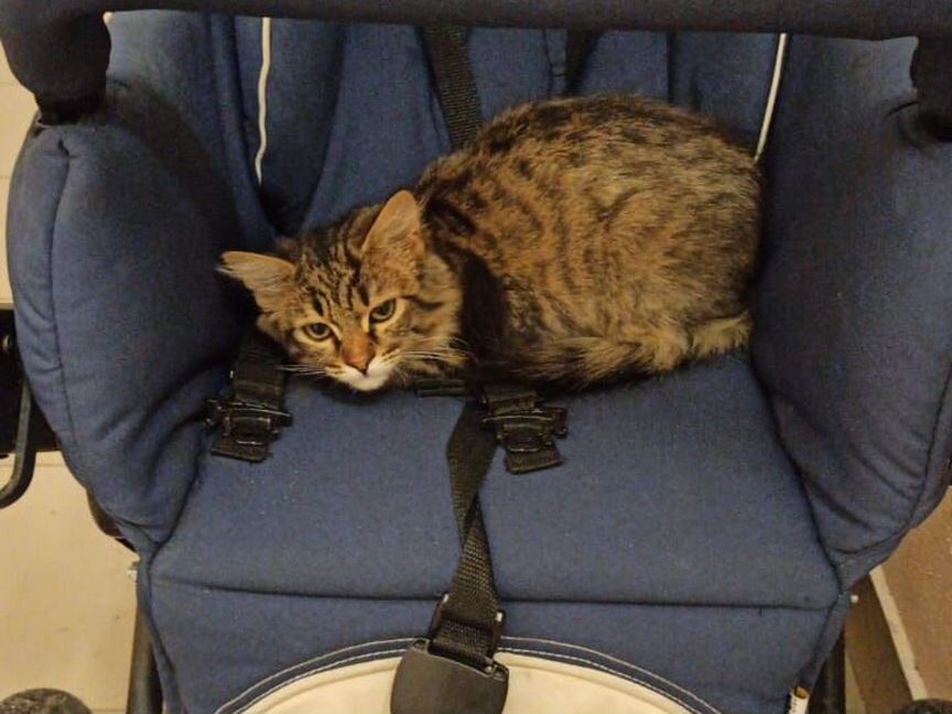 Котенок мальчик бесплатно