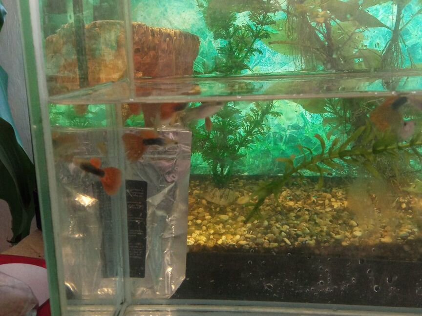 Отдам бесплатно рыбок гуппи