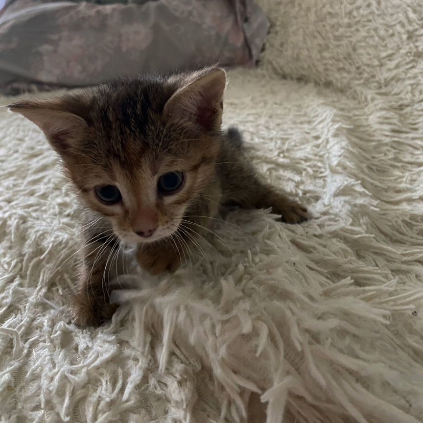 Котенок