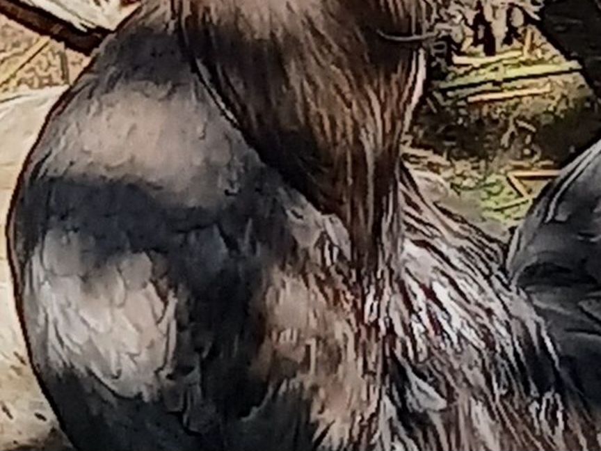 Черные куры ухейилюй