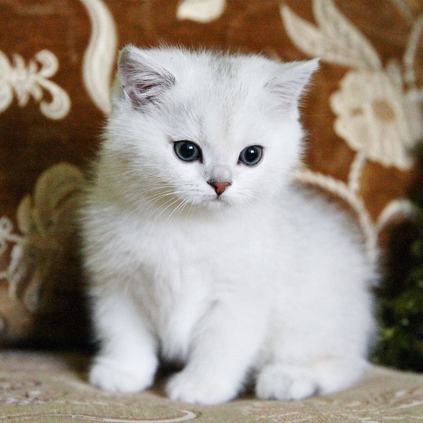Британские котята