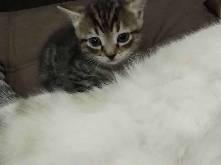 Котенок в добрые и заботливые руки бесплатно