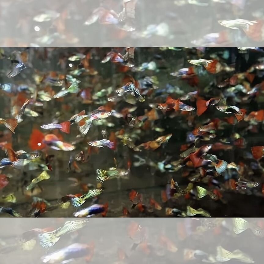 Отдам рыбок гуппи