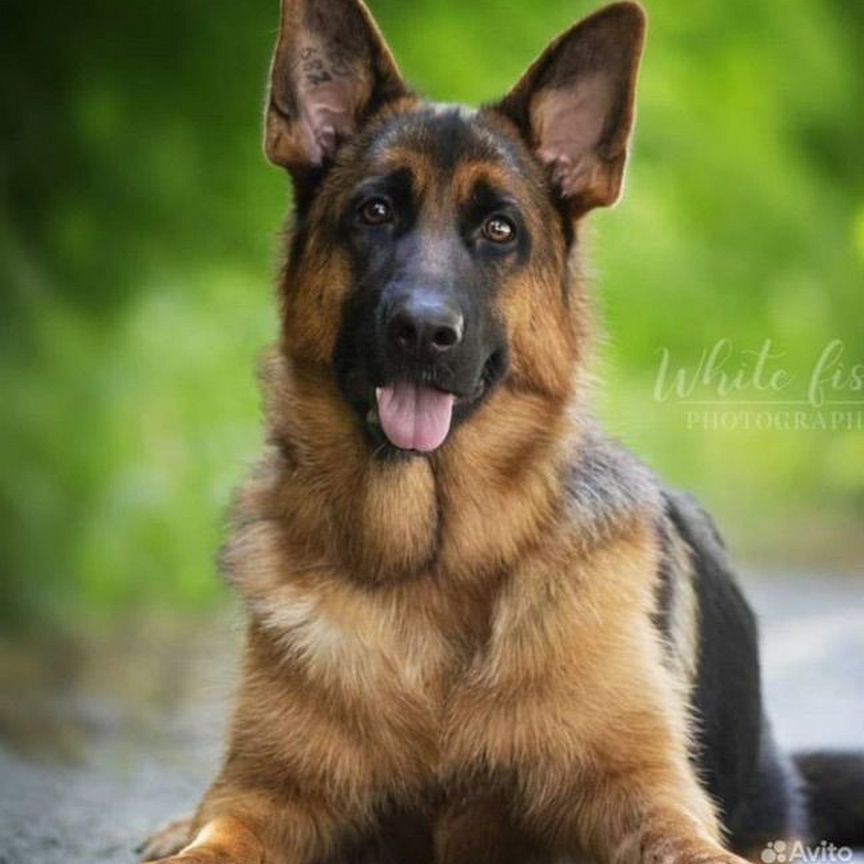 Щенки Немецкой овчарки