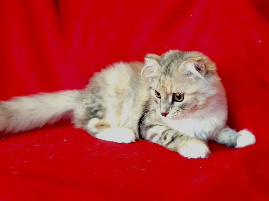 Котенок в дар Вислоухая девочка