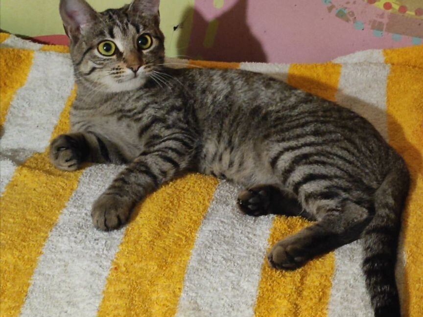 Кошечка, Сима, 8 мес. Стерилизована