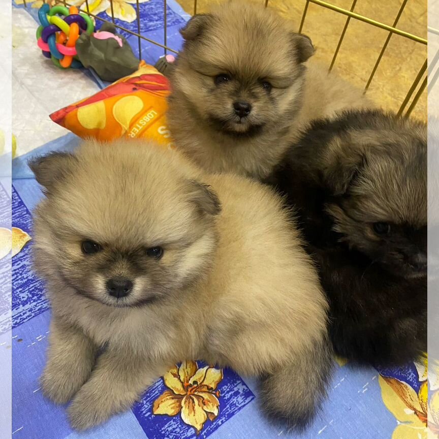 Щенки померанского шпица медвежьего типа