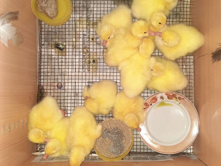 Гусята суточные