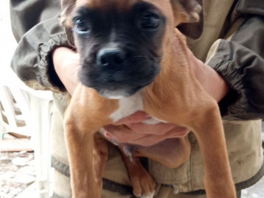 Немецкий Боксер