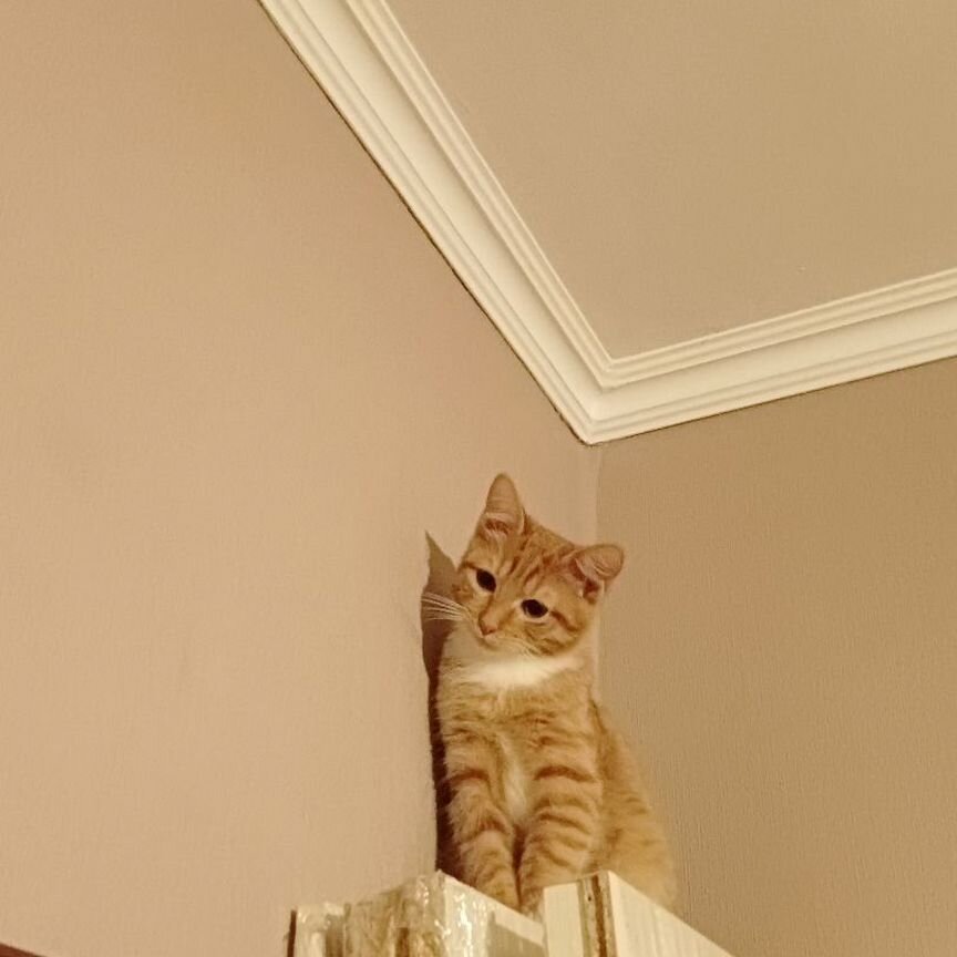 Котик Симба