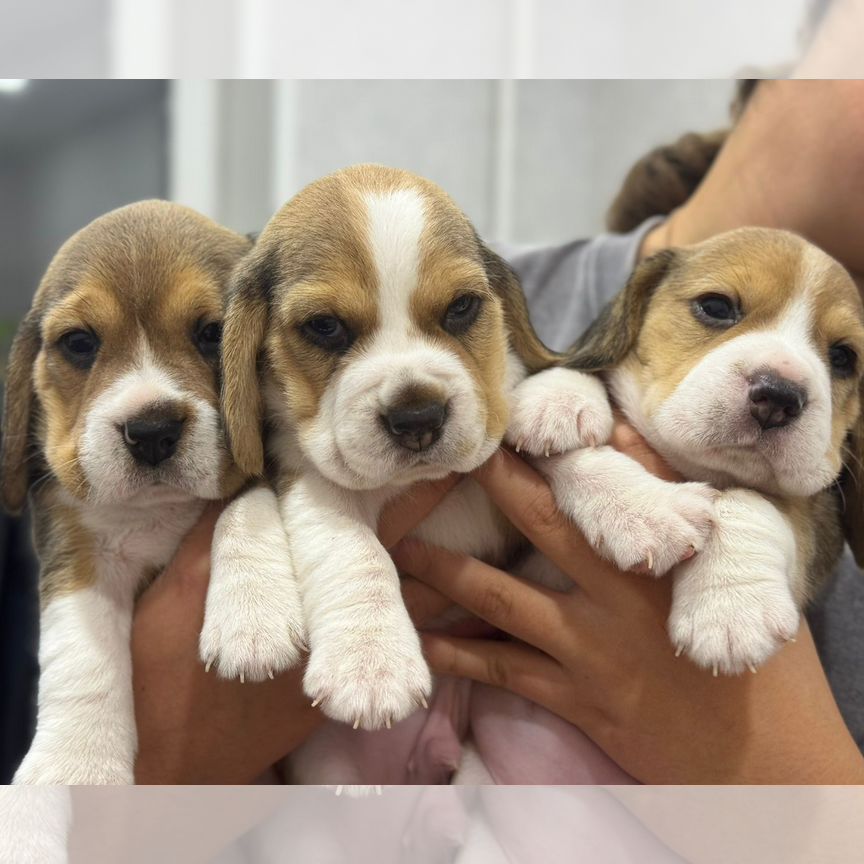 Бигледетки от питомника