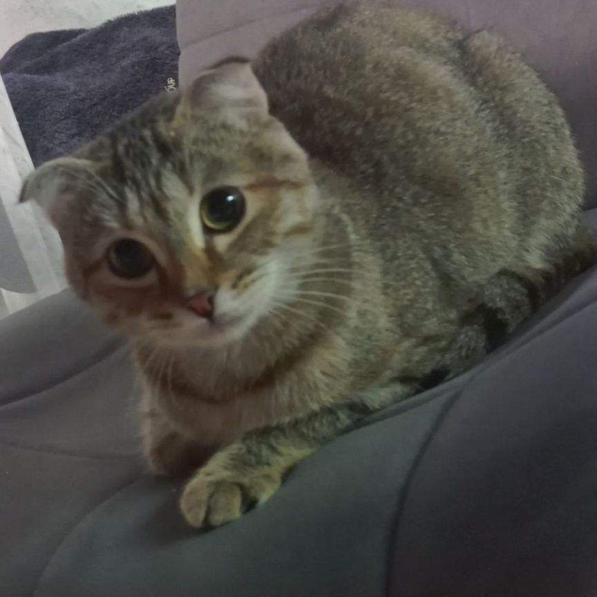 Шотландский вислоухий короткошёрстный котёнок