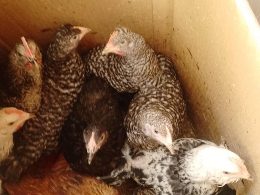 Индюшата, куры молодая, гусята