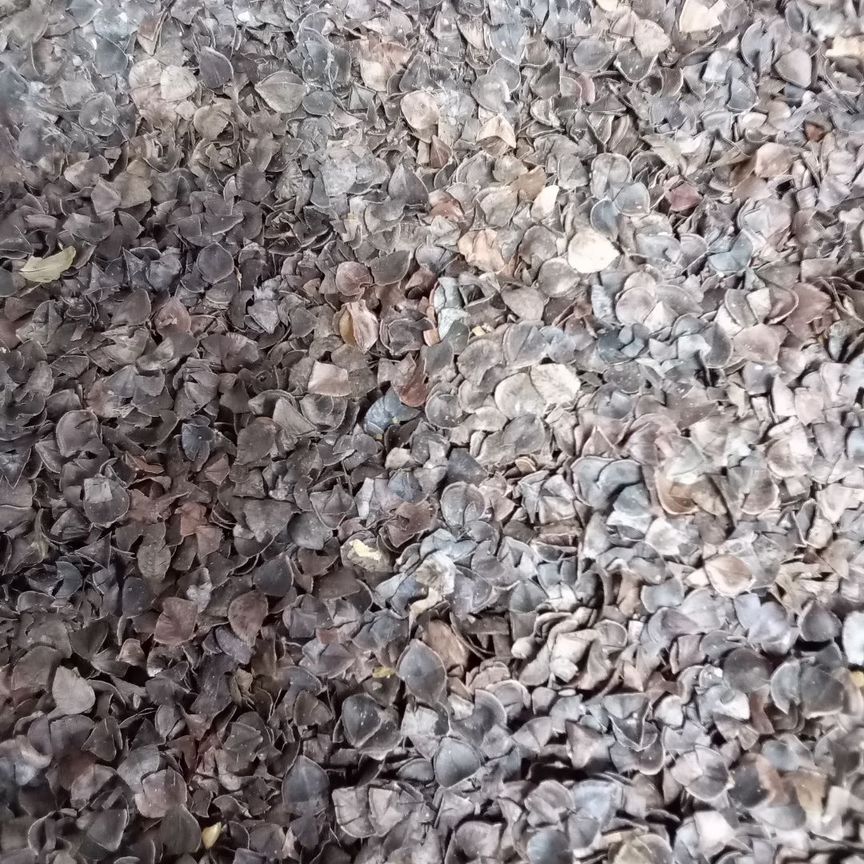 Шелуха разрыхлитель гречиха