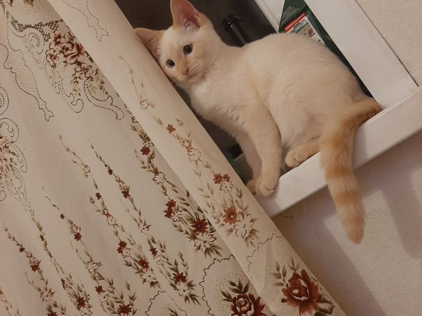 Отдам в добрые руки