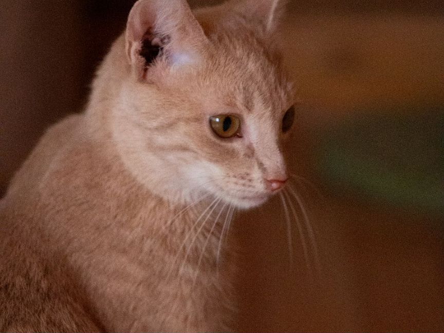 Изящная Вивьен в добрые руки