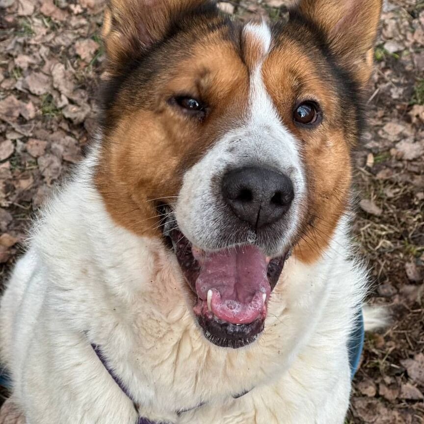 Умная и харизматичная Милка ищет дом