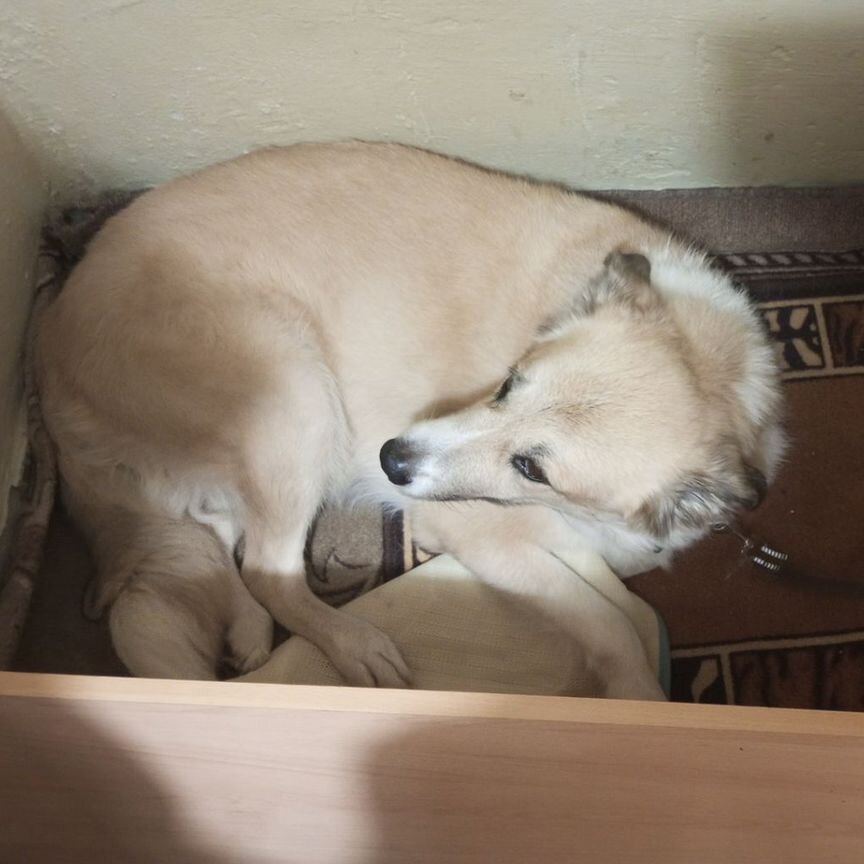 Отдам в добрые руки