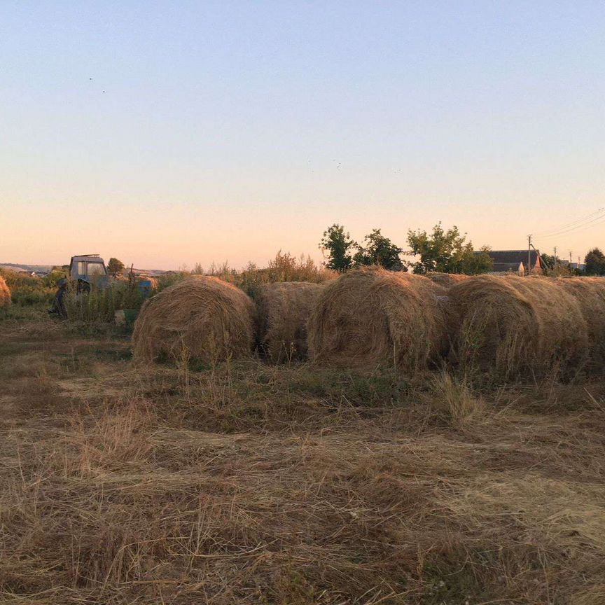 Сено в рулонах, ячмень и солома