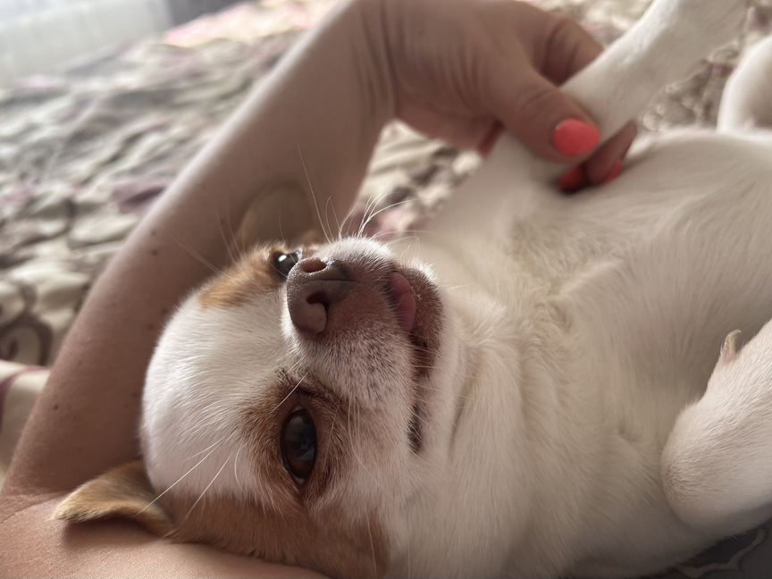 Вязка кобель чихуахуа