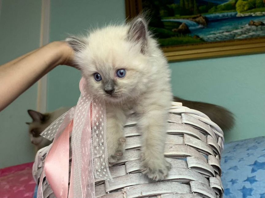 Котята невские маскарадные