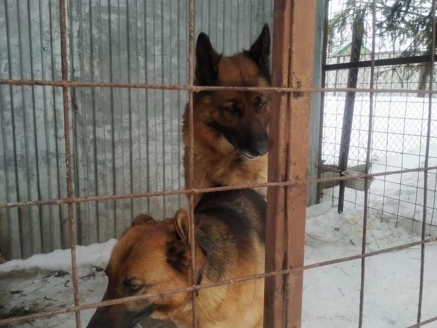 Немецкая овчарка