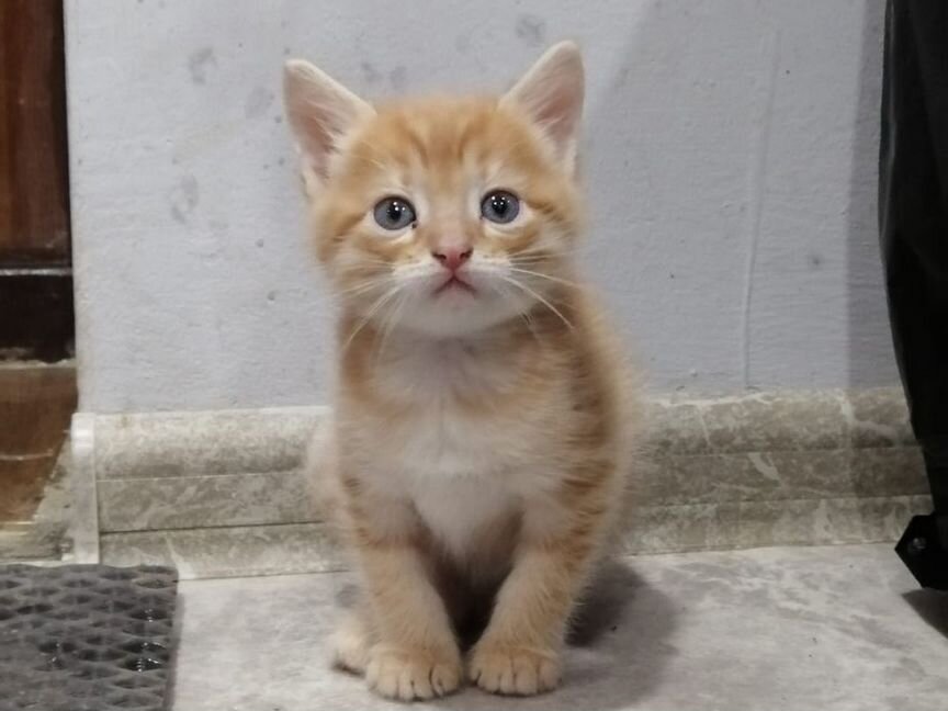 Кошка