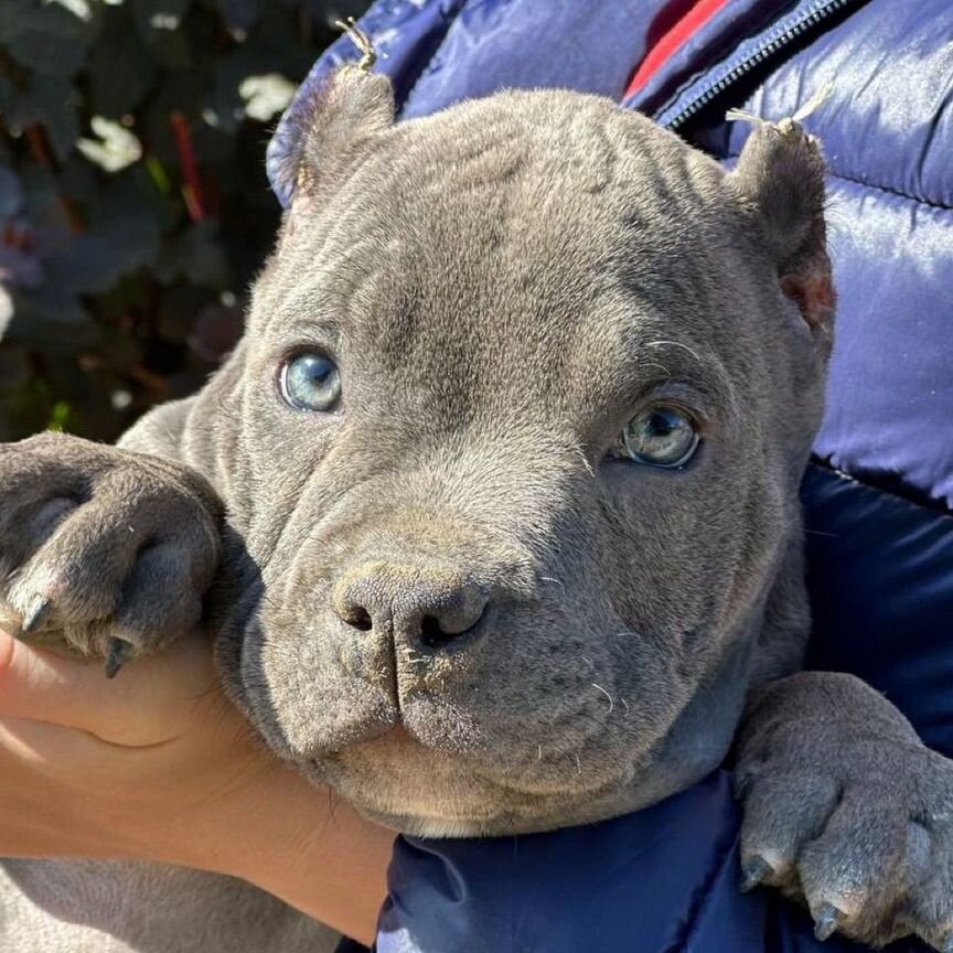 Американский булли покет