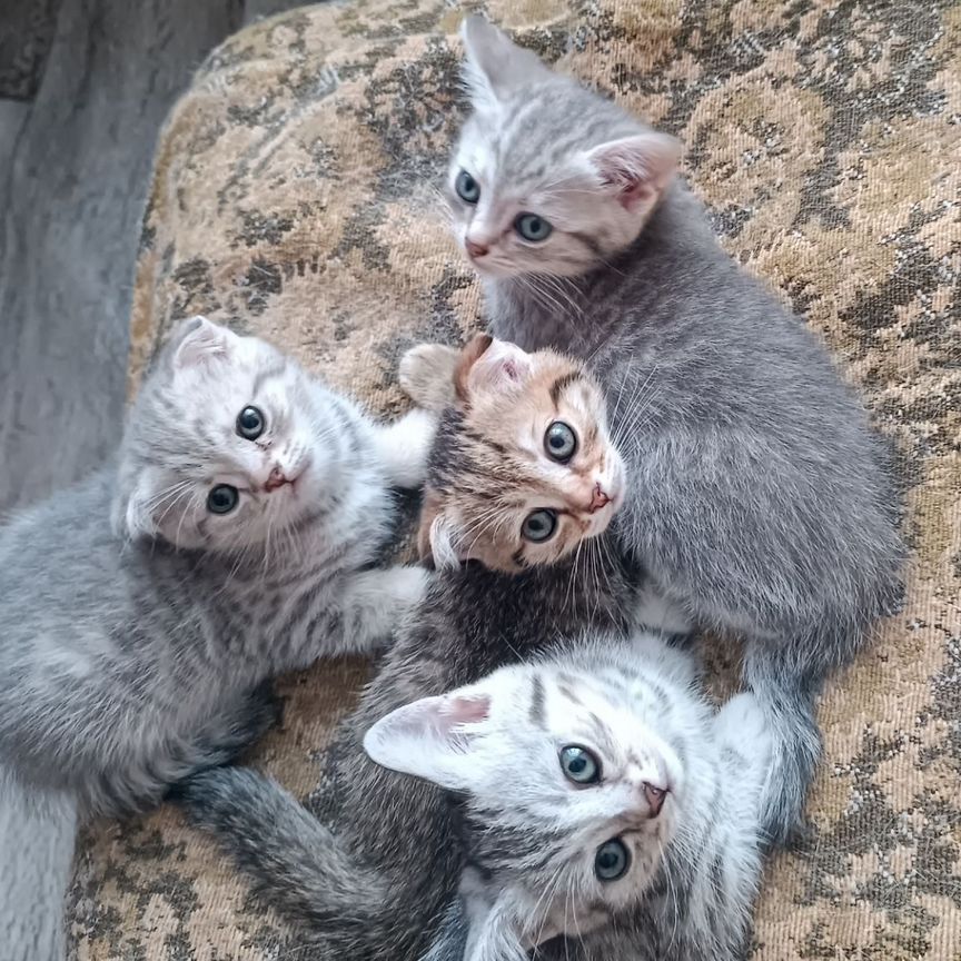 Шотландские котята