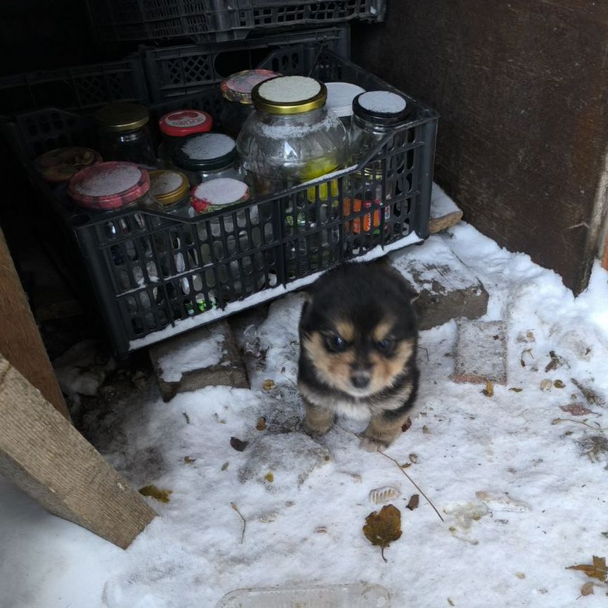 Щенок в добрые руки