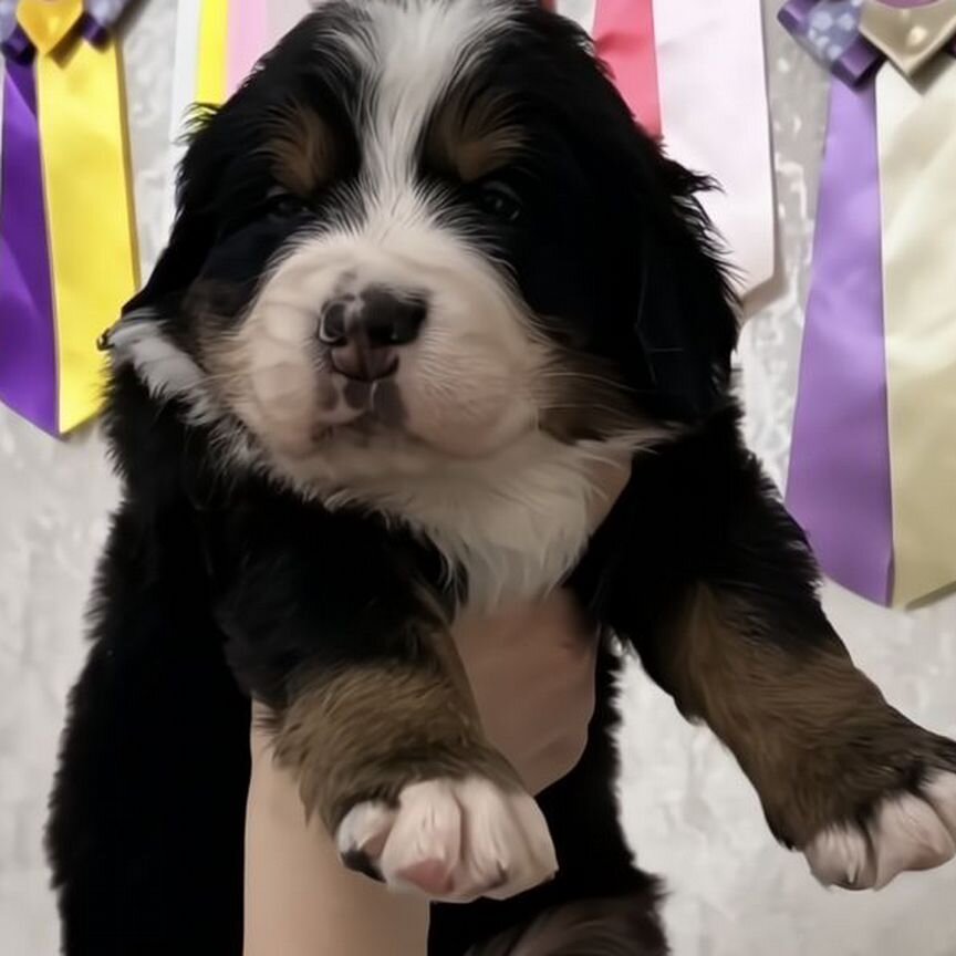 Бернский зенненхунд, щенок