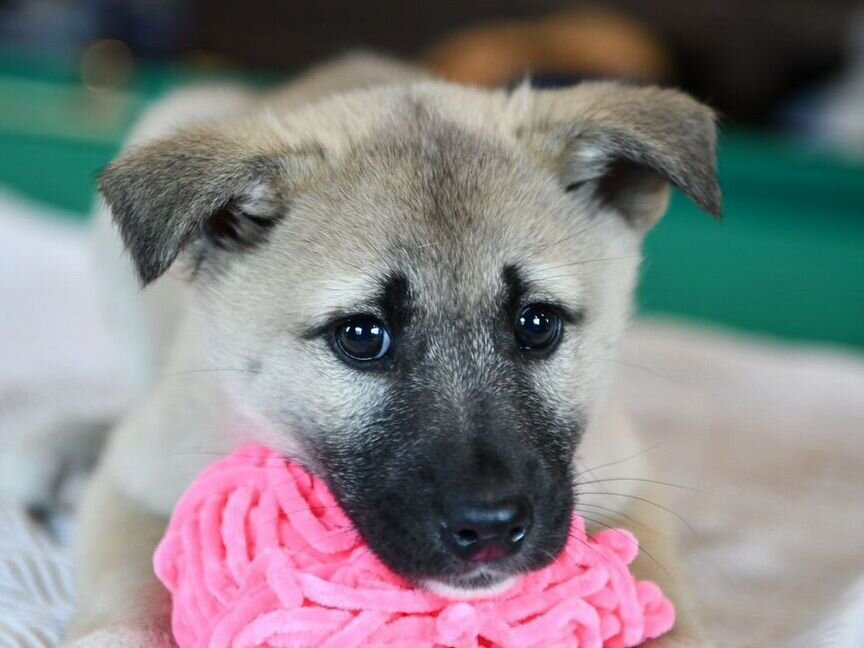 Щенки волкособа