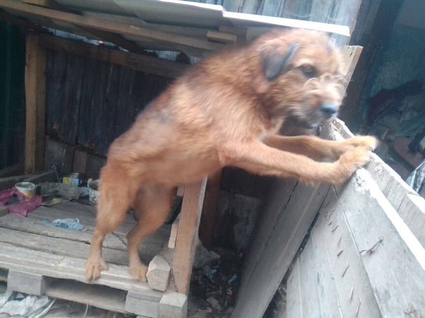 Собака