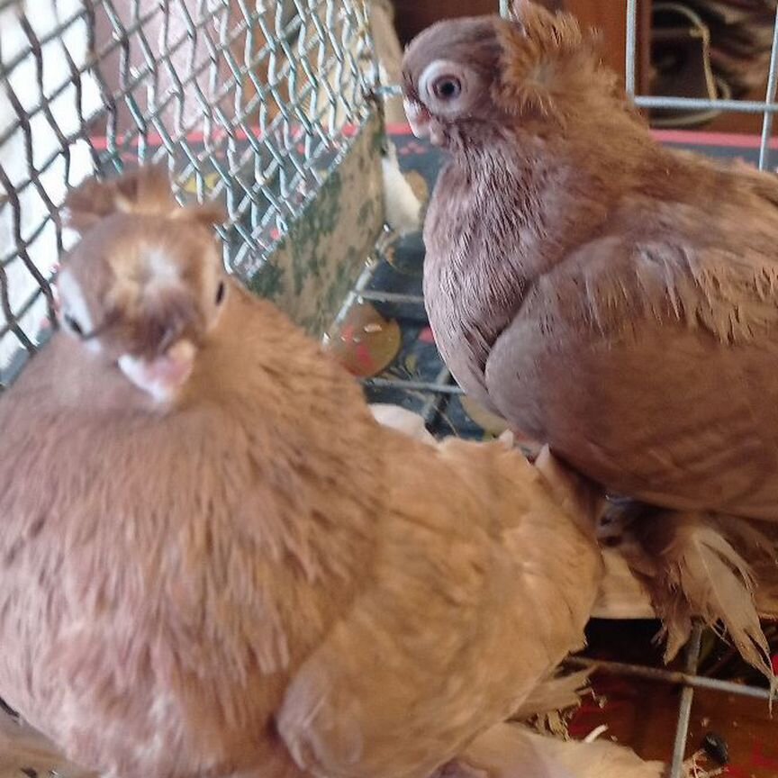 Голуби узбекские