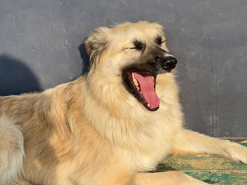 Скучно в приюте, поэтому Альма ищет дом