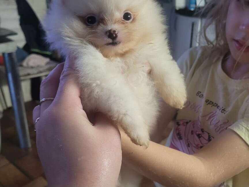 Померанский шпиц мини щенок