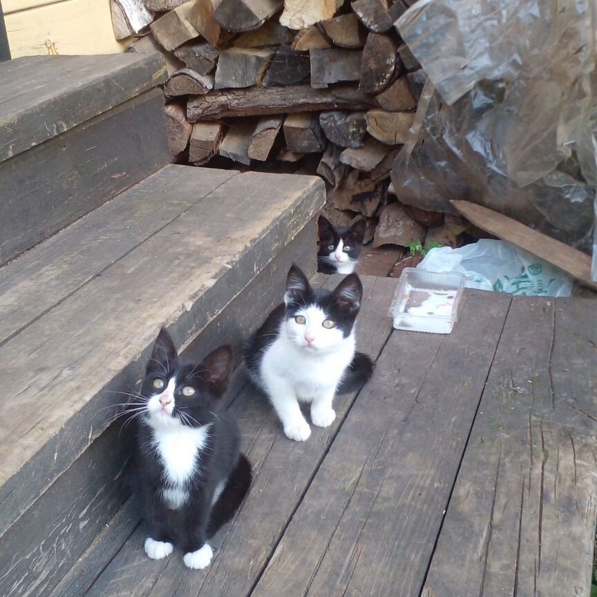 Котята в добрые руки