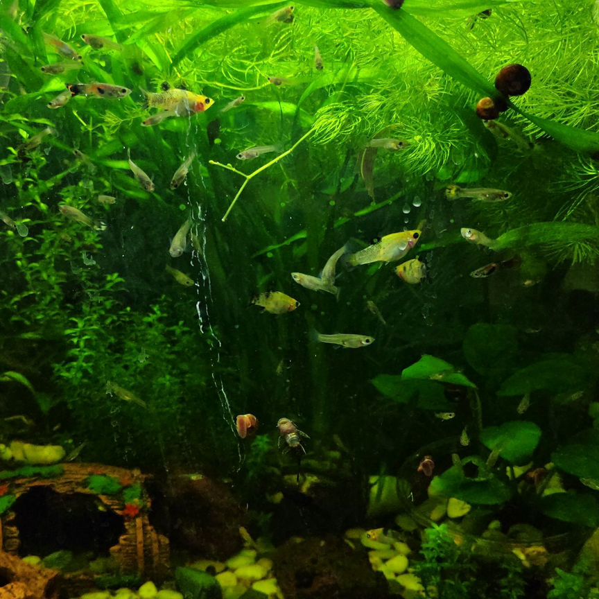 Мальки гуппи