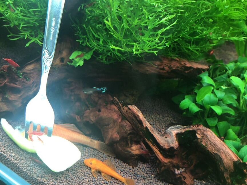 Сомик Супер ред