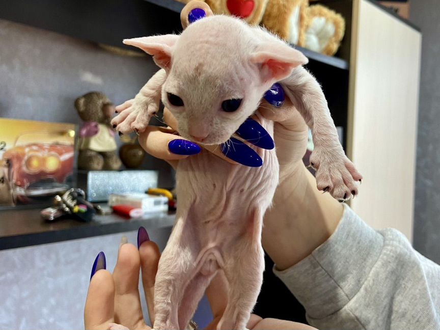 Котята Донского Сфинкса
