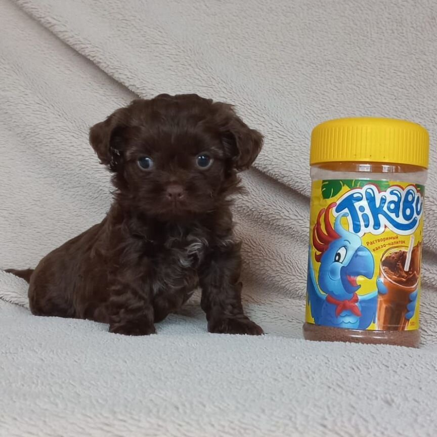 Мальтипу, щенок