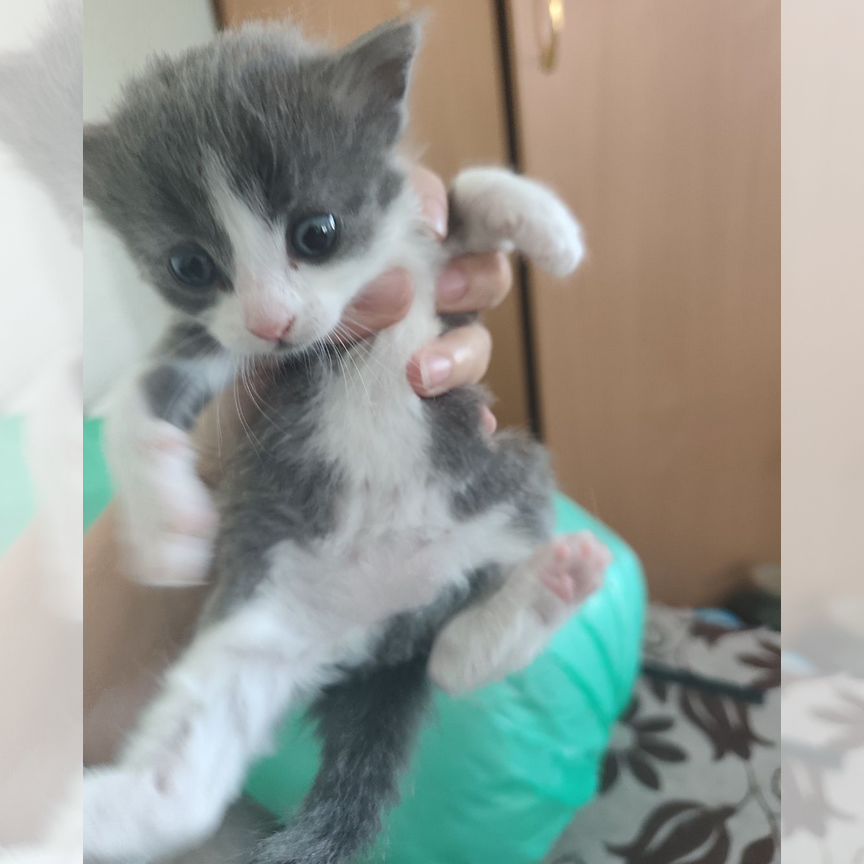 Котёнок в добрые руки