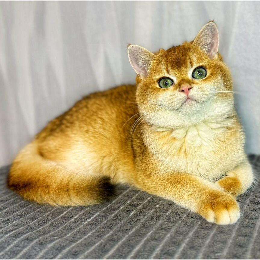 Британский короткошёрстный котёнок