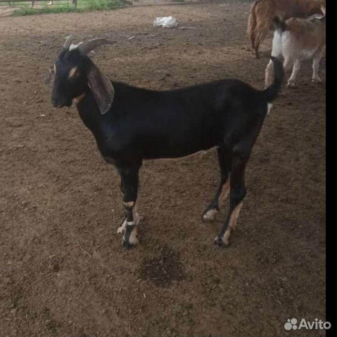 Козёл англо-нубиец