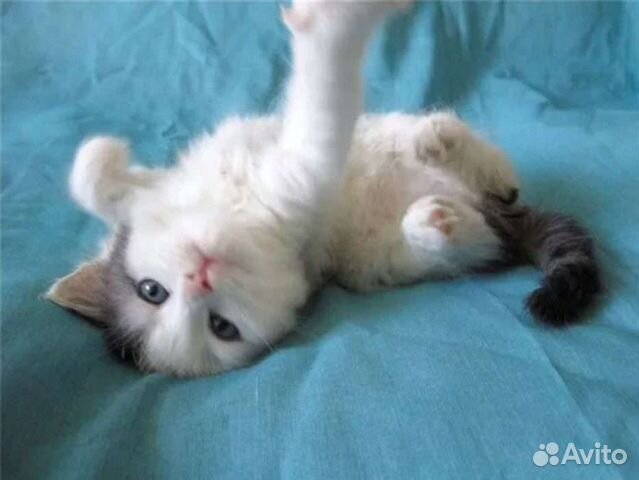 Кошки в добрые руки бесплатно
