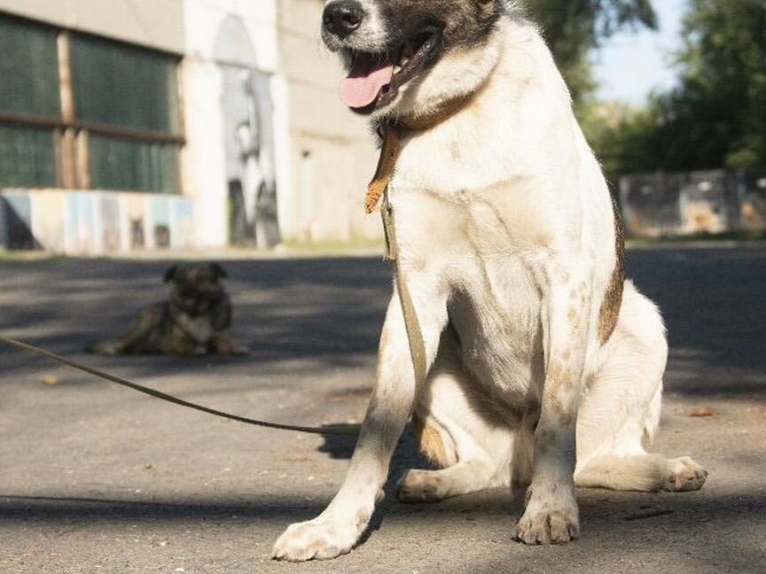 Бимка в приюте