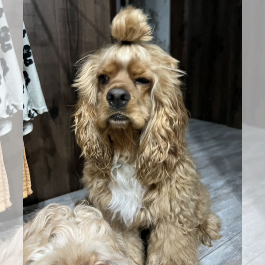 Случка собак