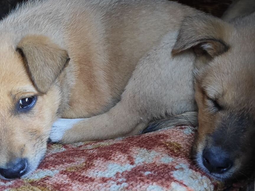 Дворняжки девочки