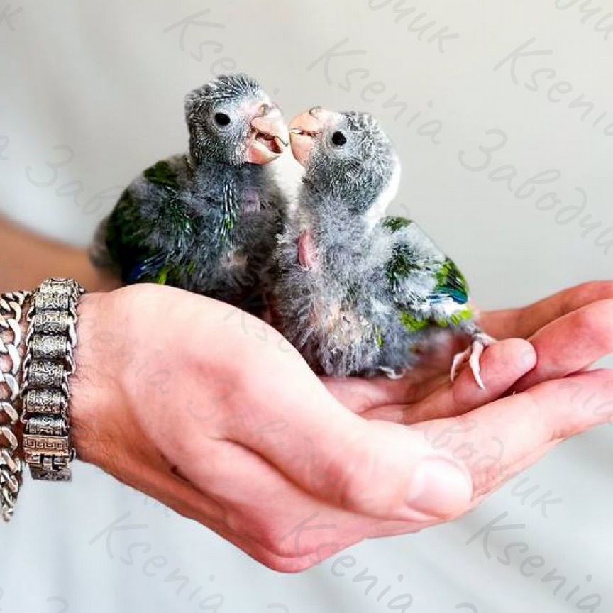 Попугай Ручной Выкормыш Какарик