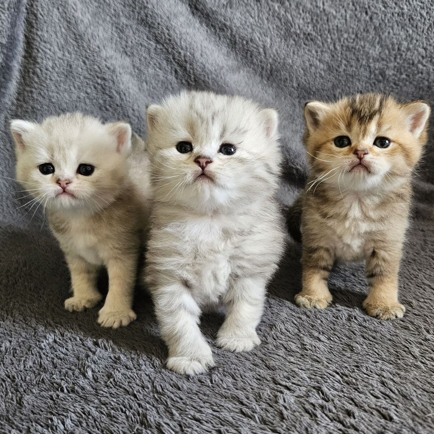 Шотландские котята